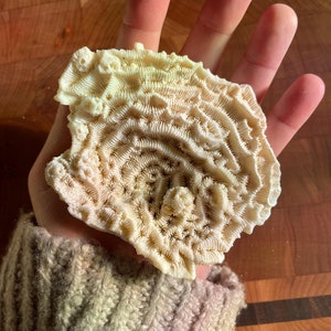 You Choose Vintage Genuine Brain Coral / Natural / Nautical / Display ...