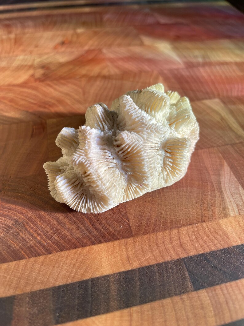 You Choose Vintage Genuine Brain Coral / Natural / Nautical / Display ...