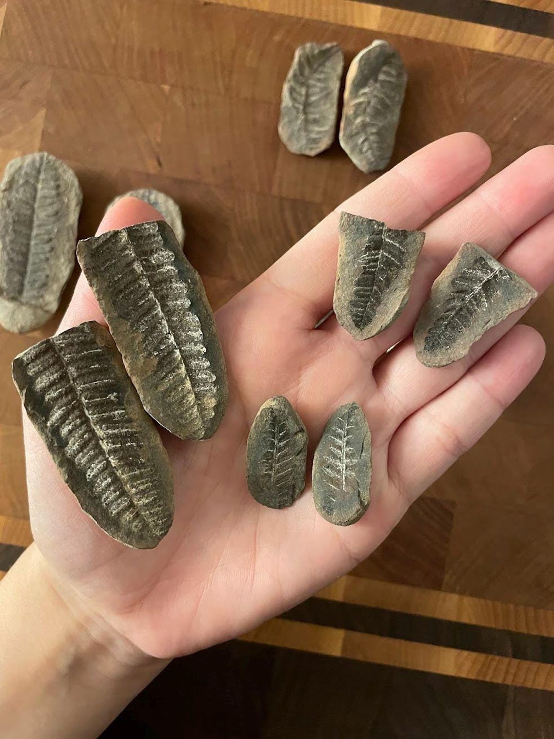 Fern Nodule Pair / Fern Fossil / Choice / Natural Fossil / Split Fossil ...