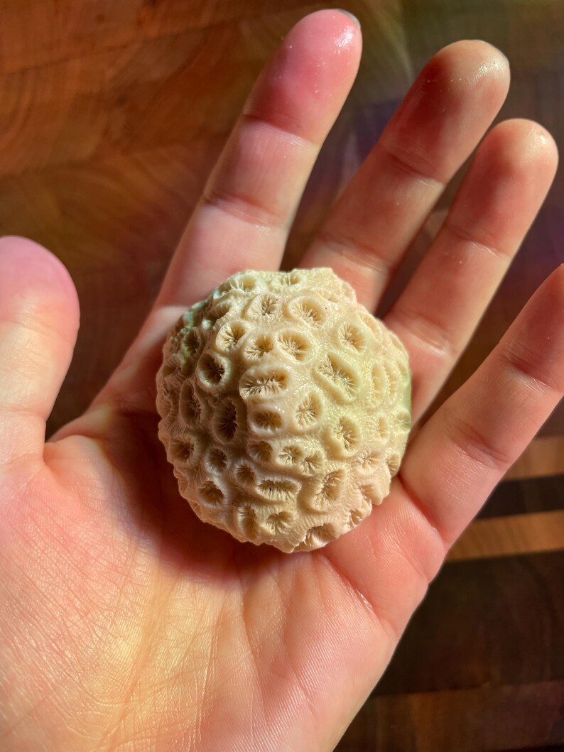 You Choose Vintage Genuine Brain Coral / Natural / Nautical / Display ...
