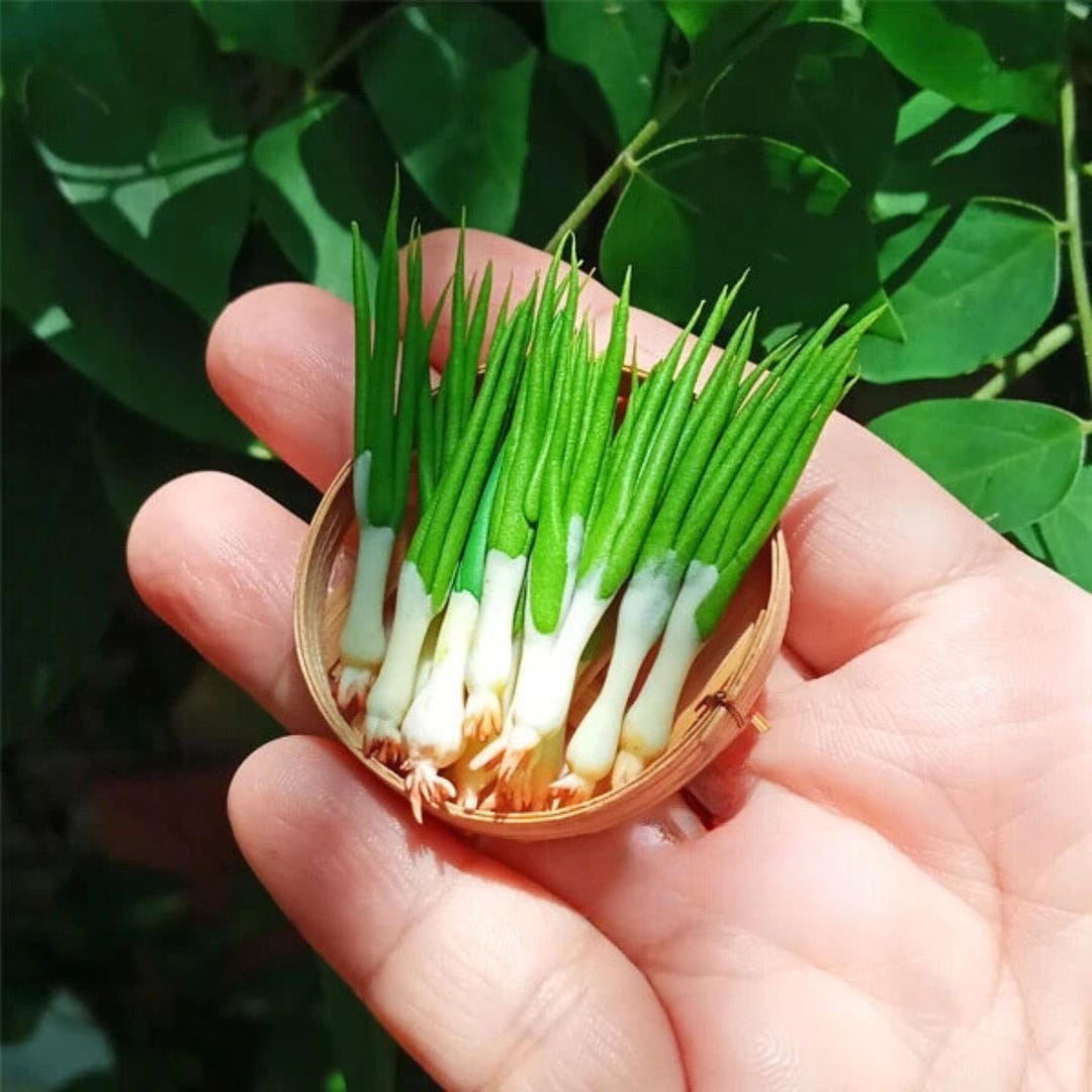 Green Onion 1:12 Scale , Miniature Foods, Mini Spring Onion, Miniature ...