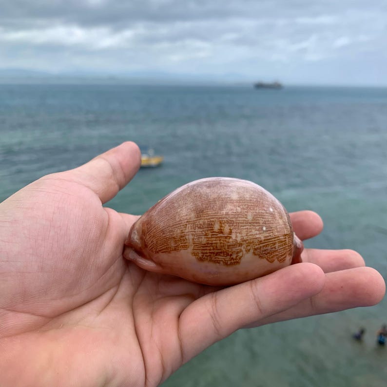 Seashell Map Cowrie leporicypraea Mappa 77.56mm3.05in 82.86mm3.26in - Etsy