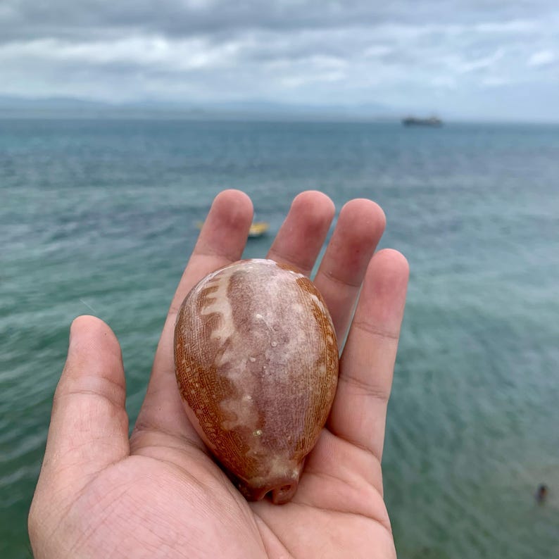 Seashell Map Cowrie leporicypraea Mappa 77.56mm3.05in 82.86mm3.26in - Etsy