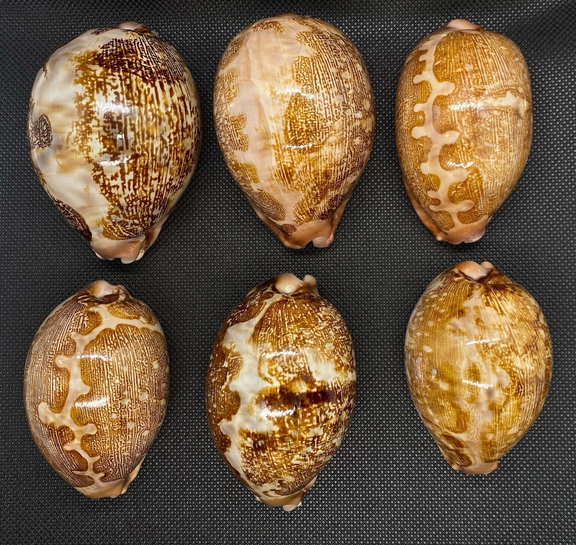 Seashell Map Cowrie leporicypraea Mappa 77.56mm3.05in 82.86mm3.26in - Etsy