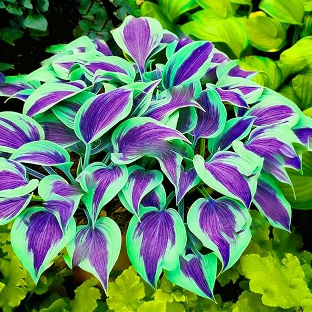 Hosta Flower Seeds for Planting | Heirloom Non GMO Garden Seeds - Etsy
