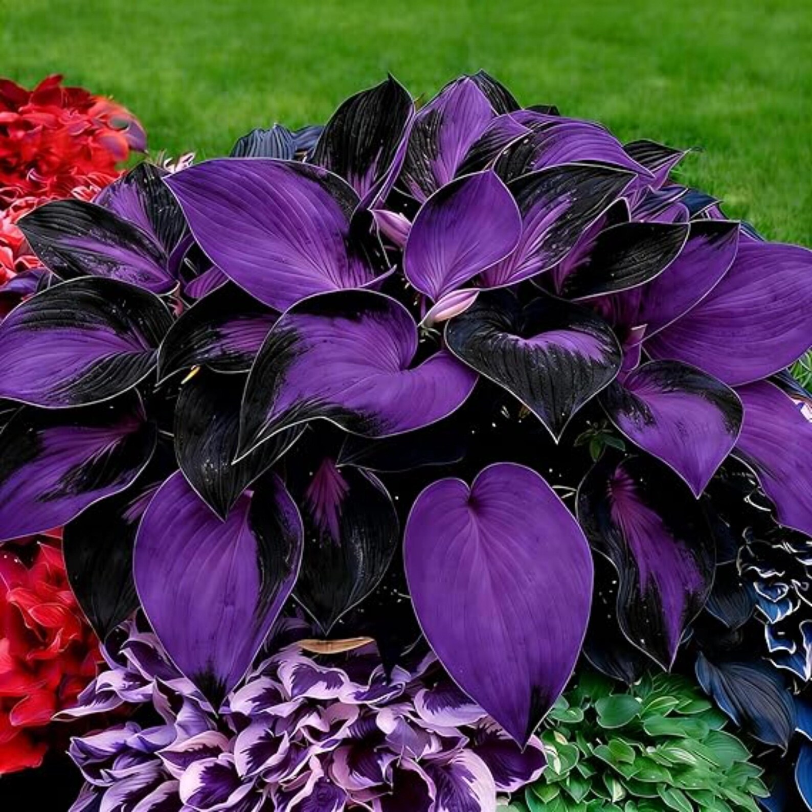 Heirloom Hosta Seeds – Perennial Shade Garden Plants - Etsy