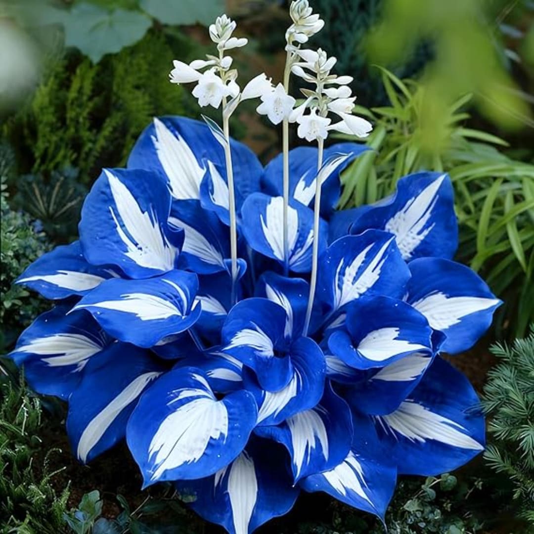 Heirloom Hosta Seeds – Perennial Shade Garden Plants - Etsy