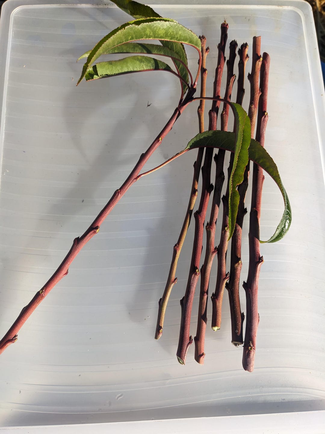 Texas Mission Almond Cuttings for Propagation - Etsy