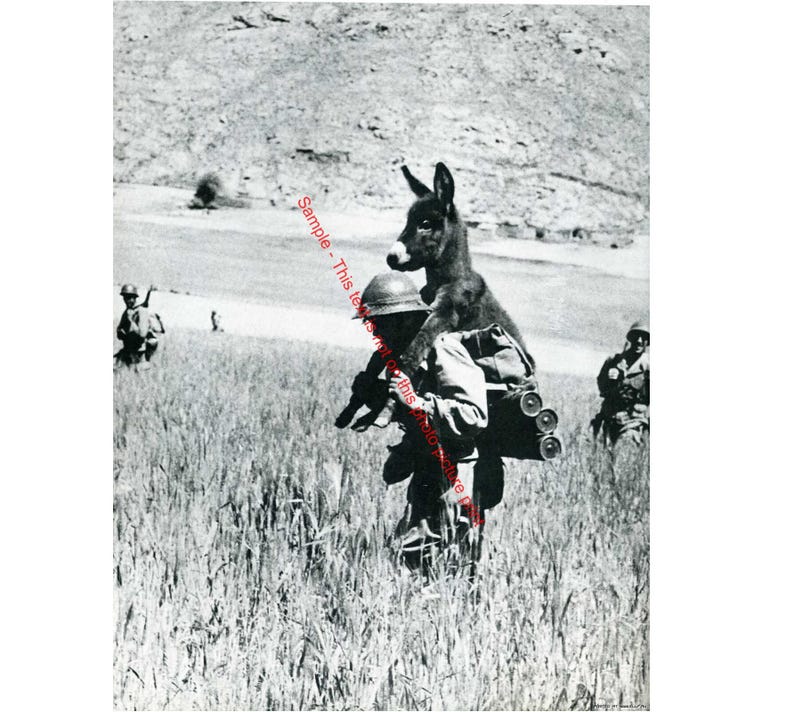 Soldier Carrying Donkey WW2 Hero Print Military Vintage Photo Black ...