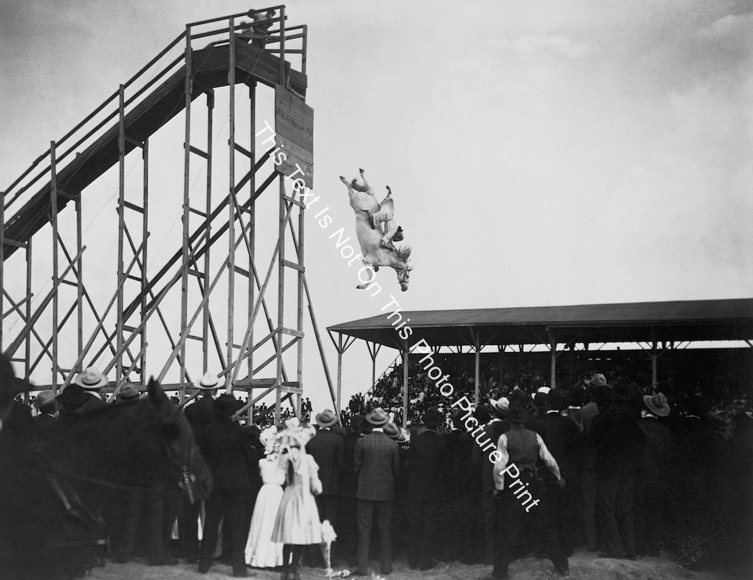 Diving Horse Vintage Photo Weird Circus Act Print Jumping Horse Poster ...