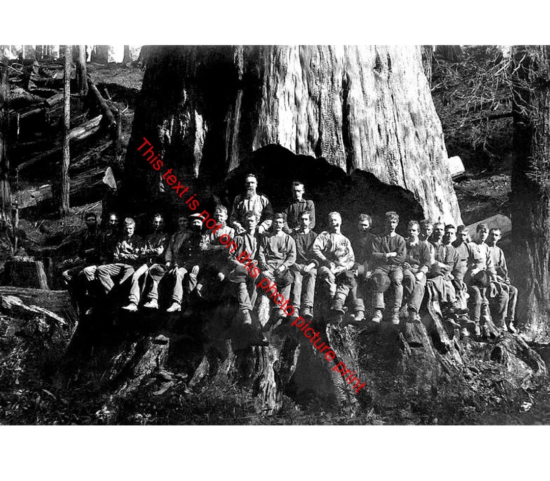 Vintage Redwood Sequoia Logging Photo Large Tree Big Logs Lumber Jacks ...