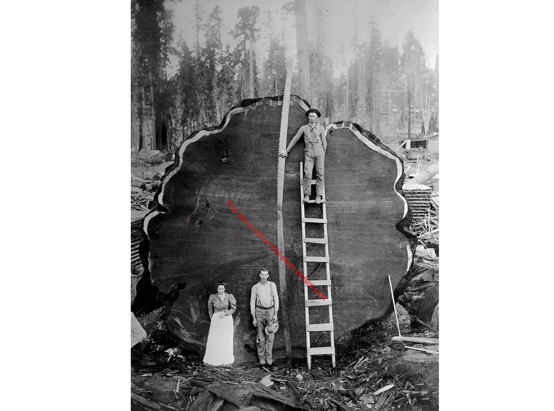 Logging Family With Cut Down 1300 Year Old Tree 1892 Photograph Loggers ...