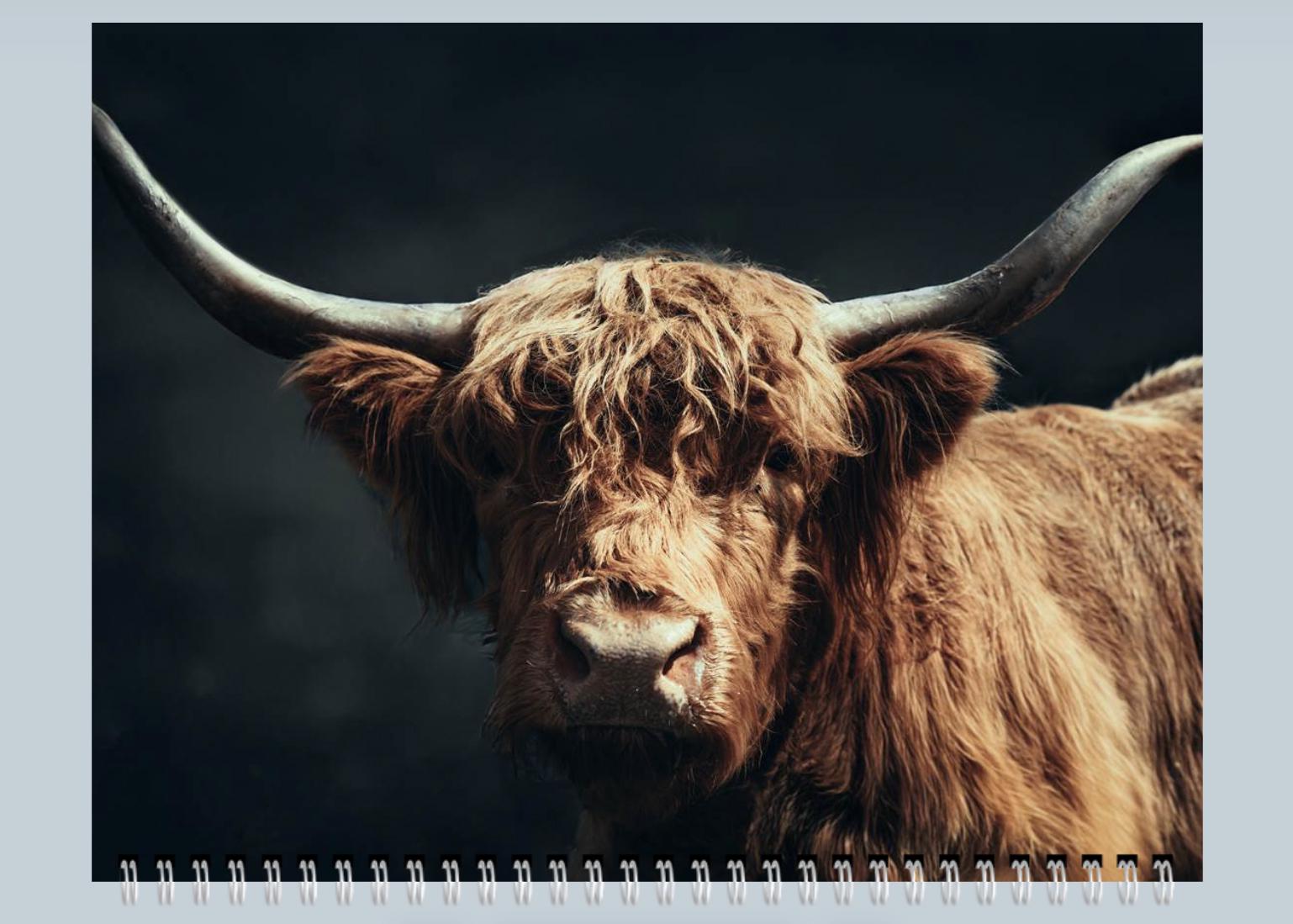 Highland Cow Calendar 2025 - 8.5 X 11 in Calendar Spiral Bound Wall ...