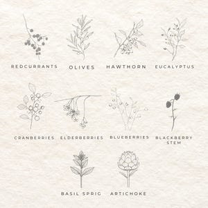 50 Botanical Fine Line Clipart | Herbs, Berries, Pods, Minimal Plant ...