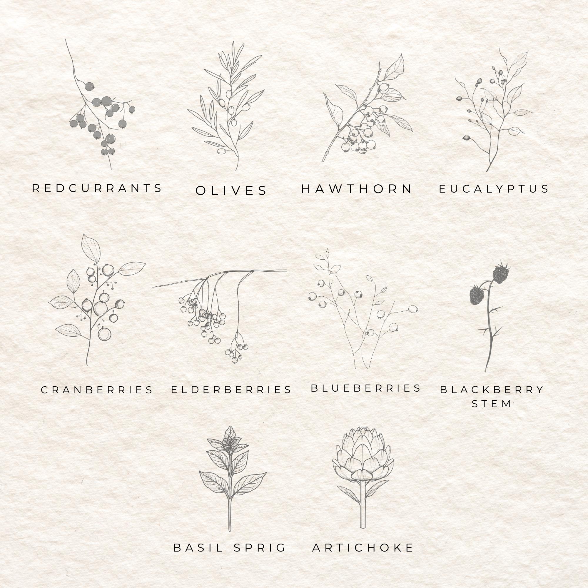 50 Botanical Fine Line Clipart | Herbs, Berries, Pods, Minimal Plant ...