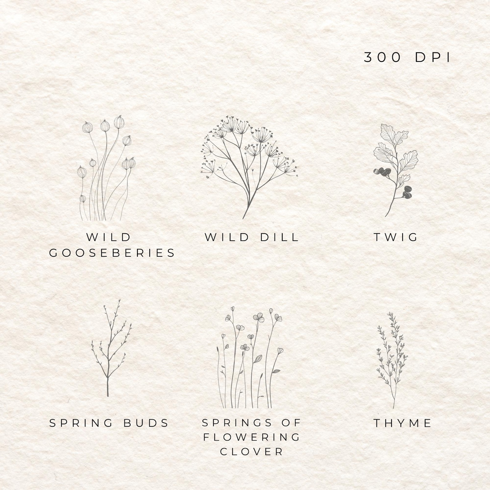 50 Botanical Fine Line Clipart | Herbs, Berries, Pods, Minimal Plant ...