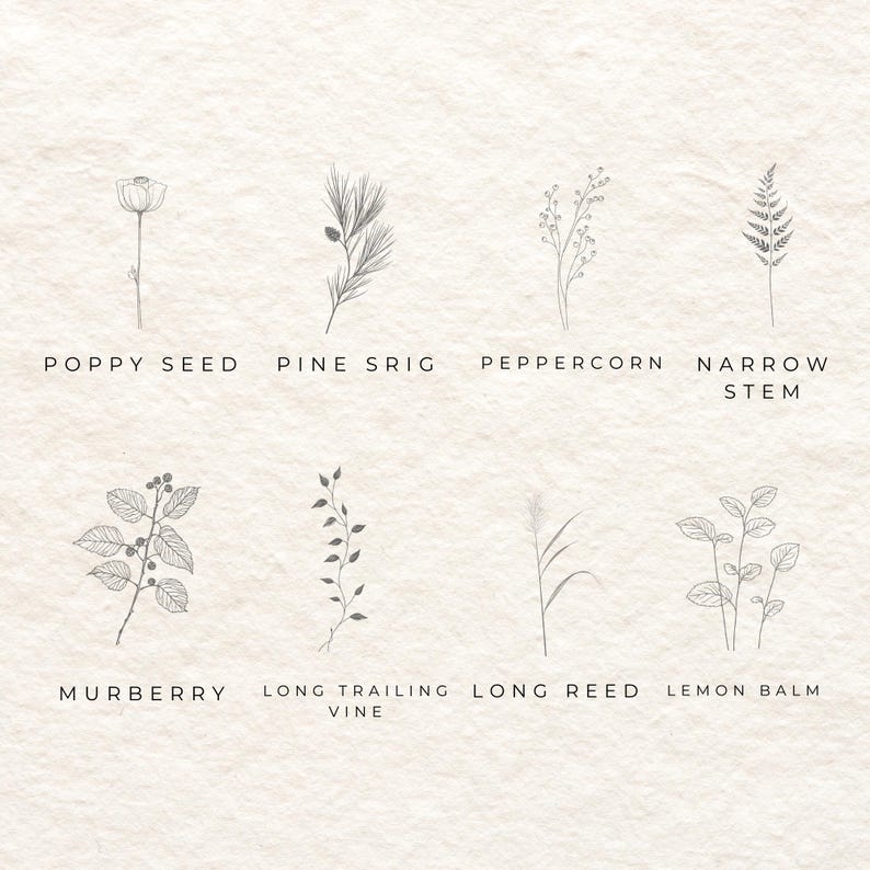 50 Botanical Fine Line Clipart | Herbs, Berries, Pods, Minimal Plant ...