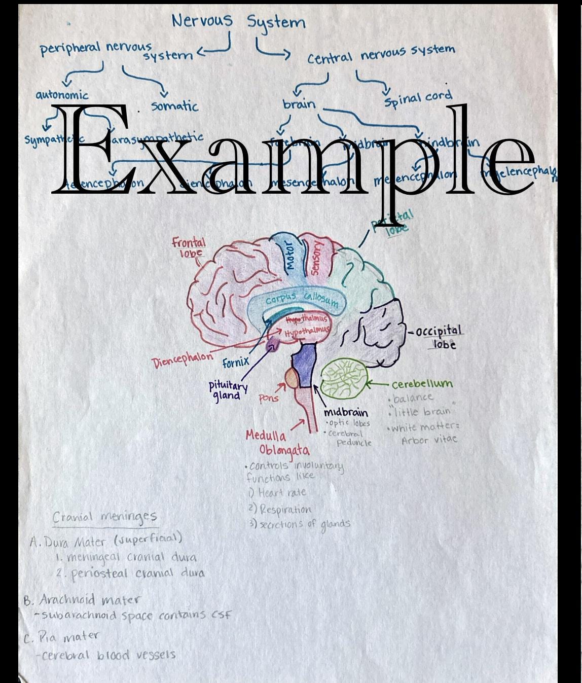 Nervous System Handwritten Notes - Etsy