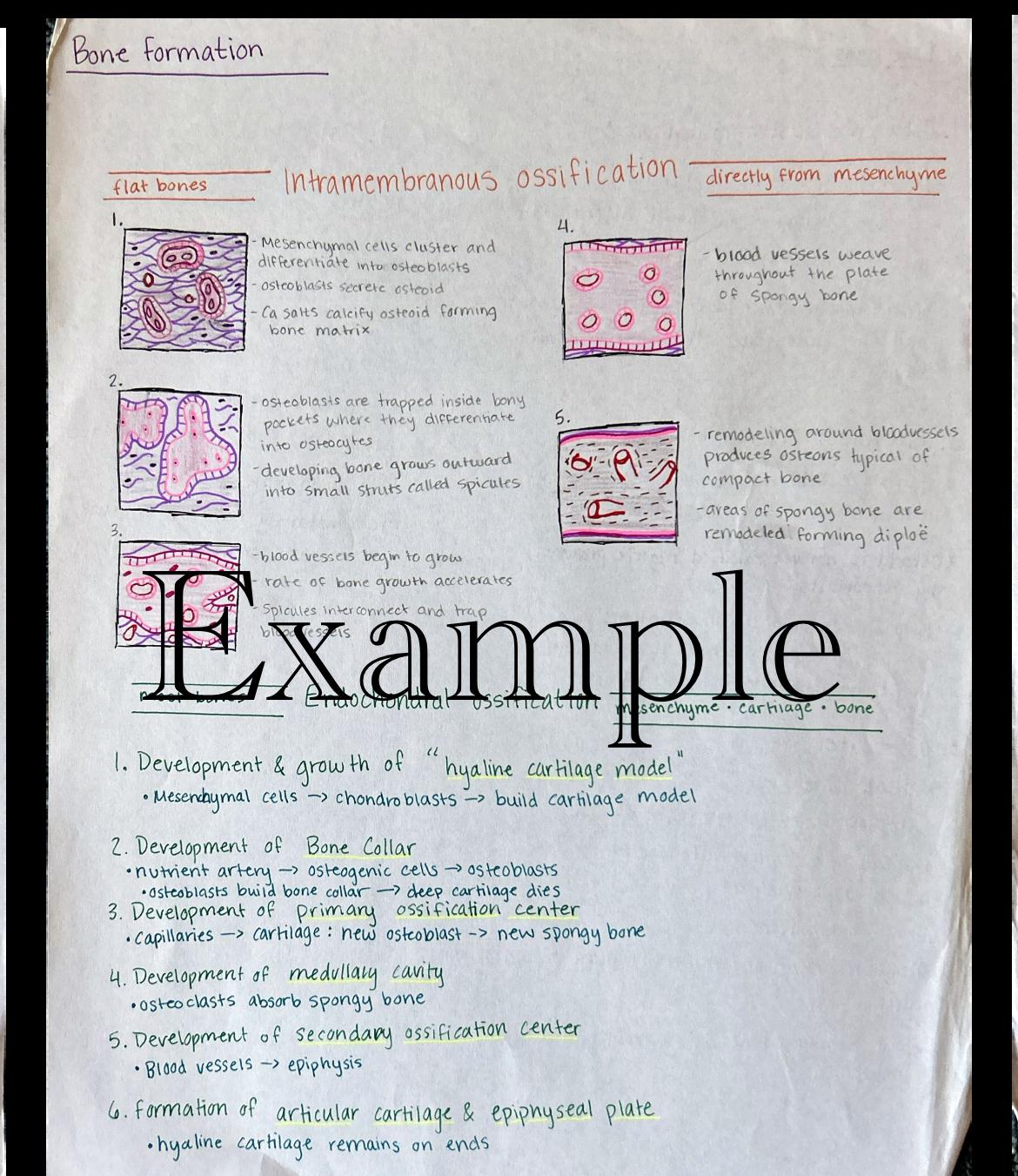 Bone Anatomy Handwritten Notes - Etsy