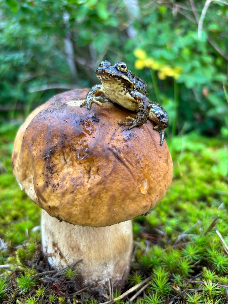 Curious Cascades Frog Sitting on a King Bolete (boletus Edulis ...