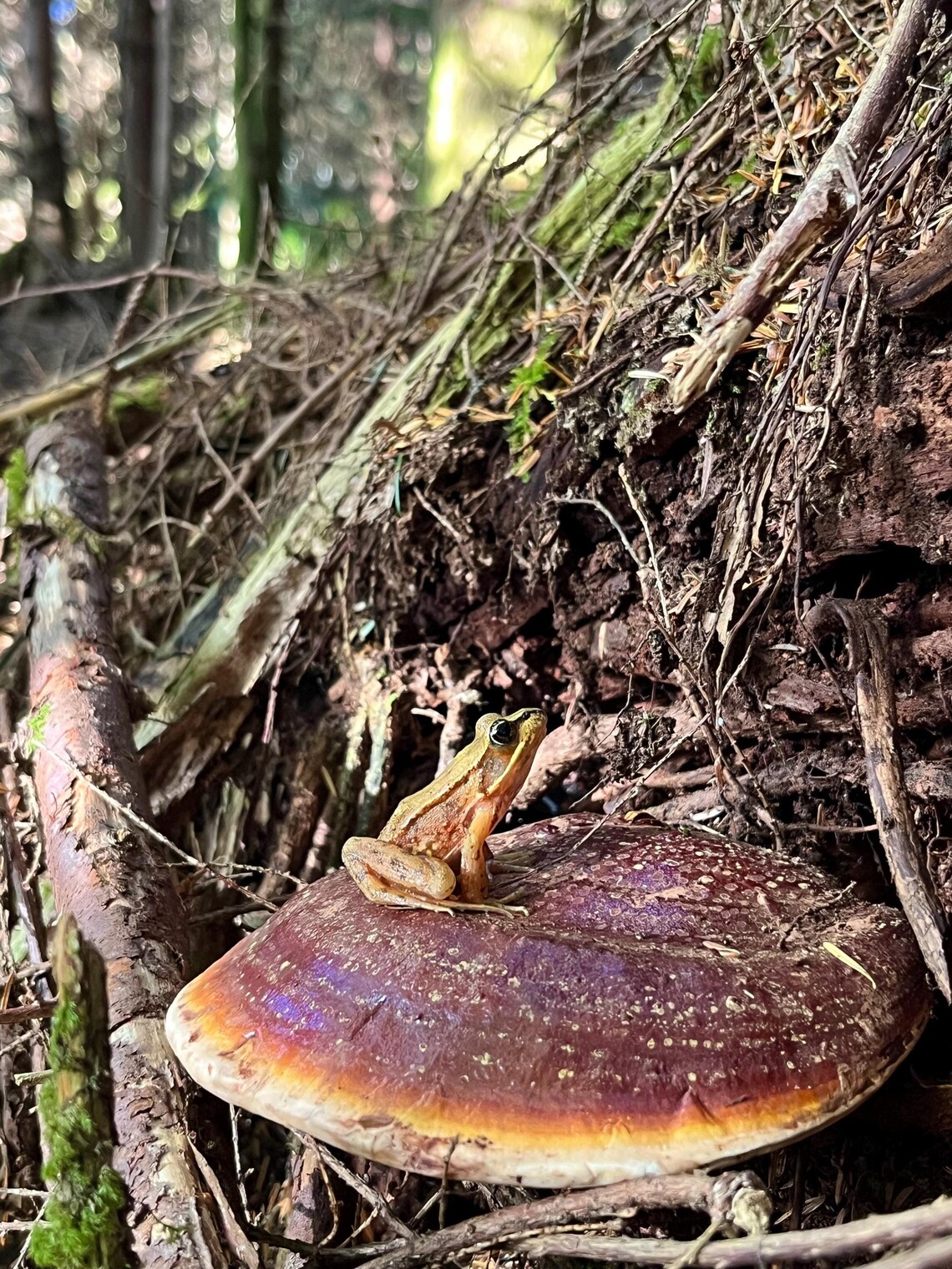 Adorable Juvenile Northern Red Legged Frog Sitting on a Reishi ...
