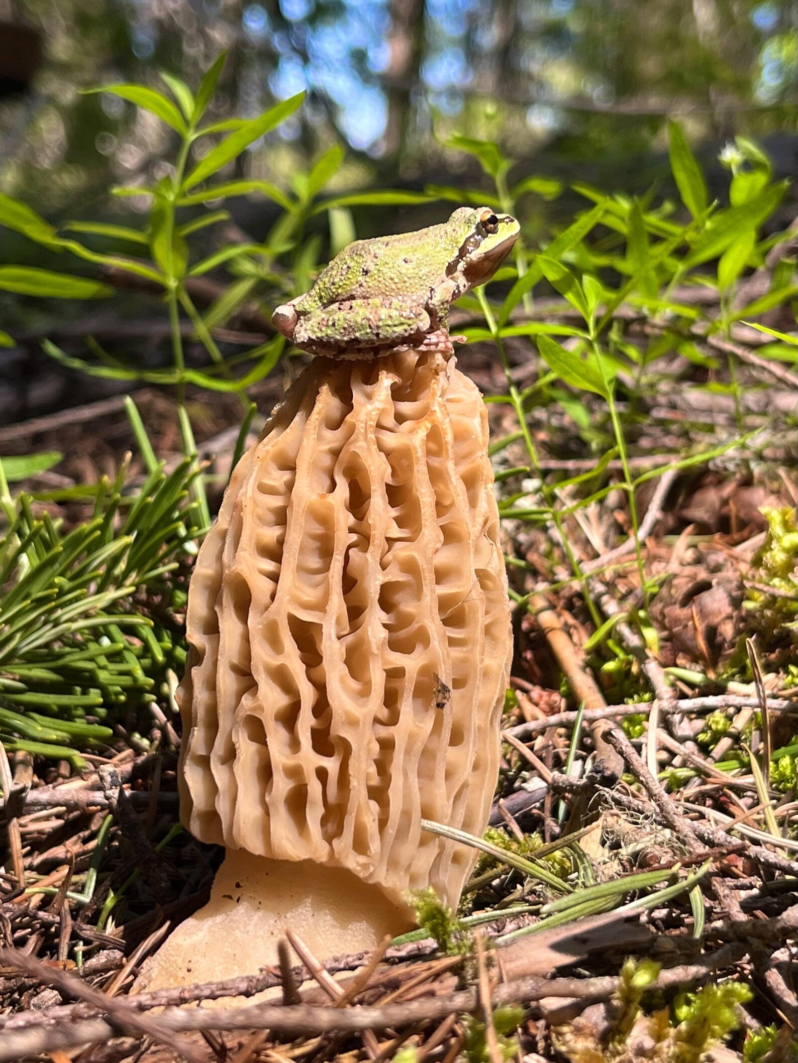 Cute Green and Gold Chorus Frog Sitting Atop a Blonde Morel (morchella ...