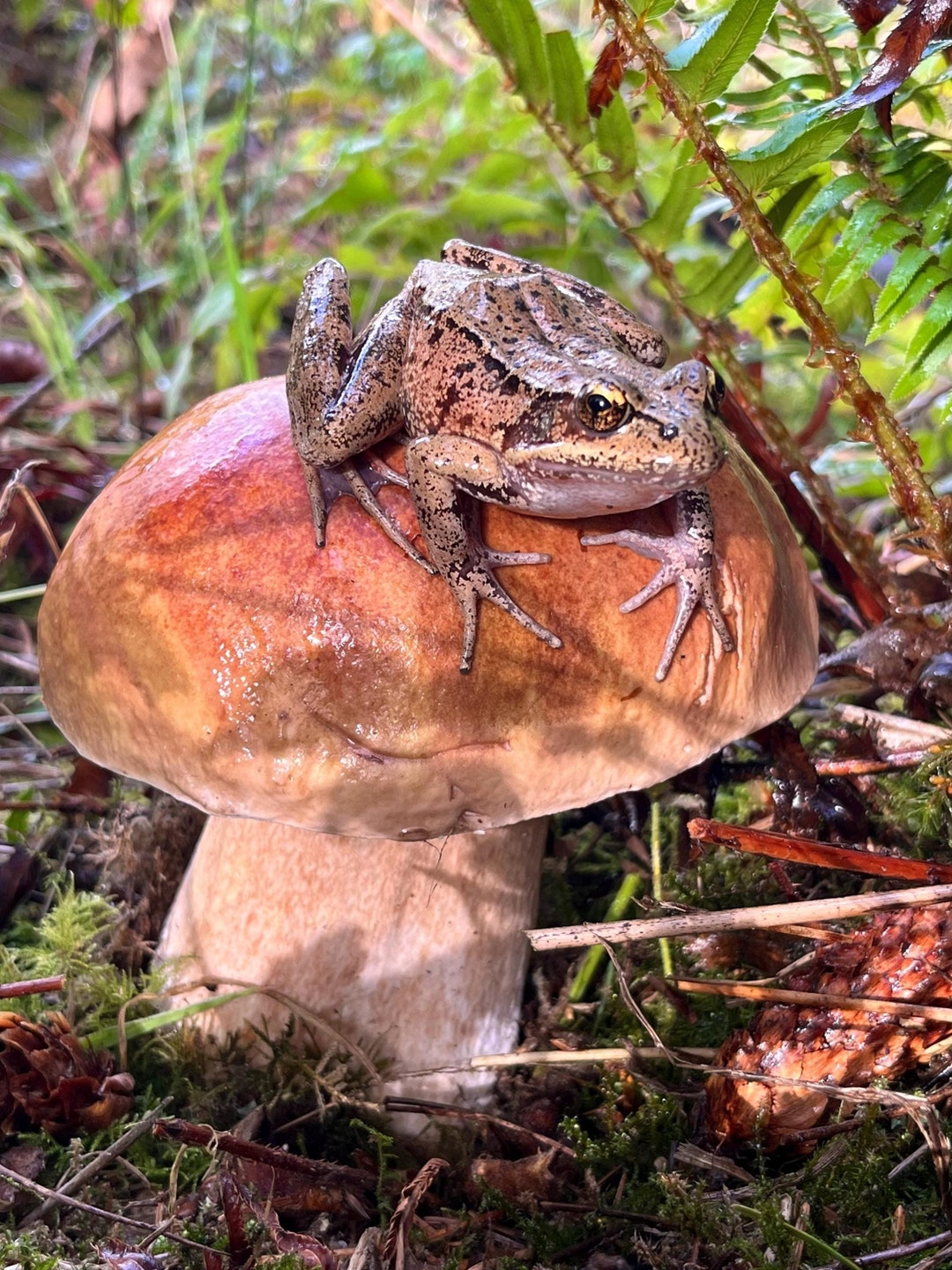 Large Red Legged Frog Sitting on a King Bolete (boletus Edulis). Photo ...