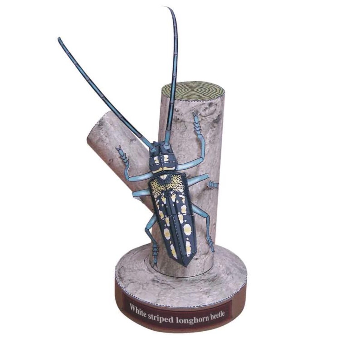 White Striped Longhorn Beetle Papercraft, Longhorn Beetle, Cerambycidae ...