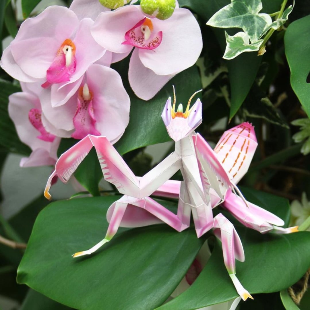 Orchid Mantis Papercraft, Hymenopus Coronatus, Insect, Paper Model ...