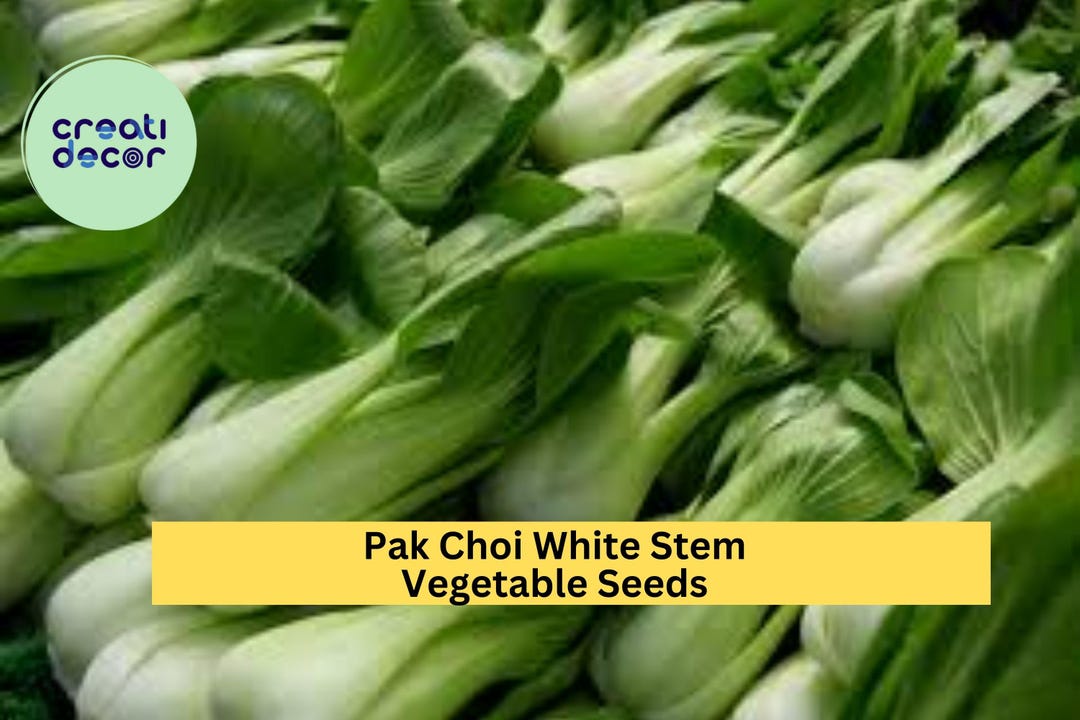 Pak Choi White Stem Seeds – 1g for Planting, Heirloom Variety, Crisp ...
