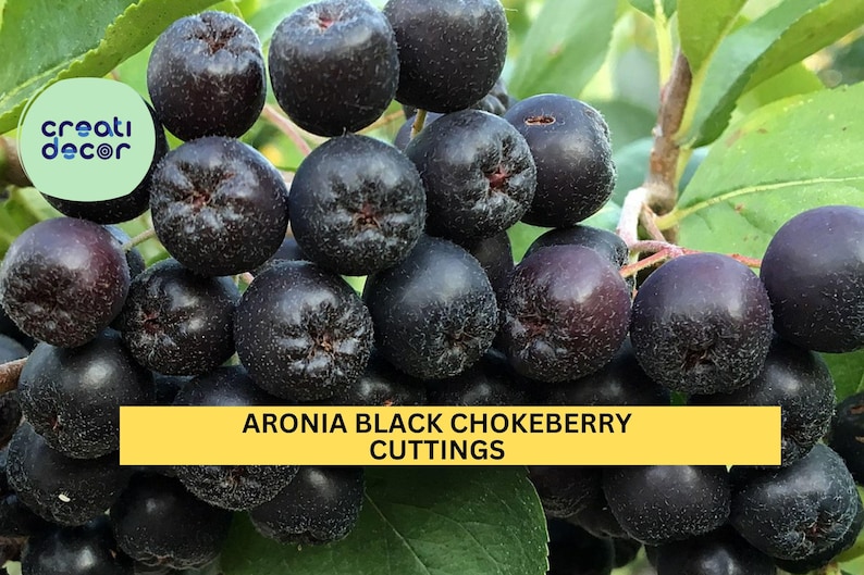 12 Aronia Black Chokeberry Cuttings – Aronia Melanocarpa | Unrooted Hardwood Stems for Edible ...