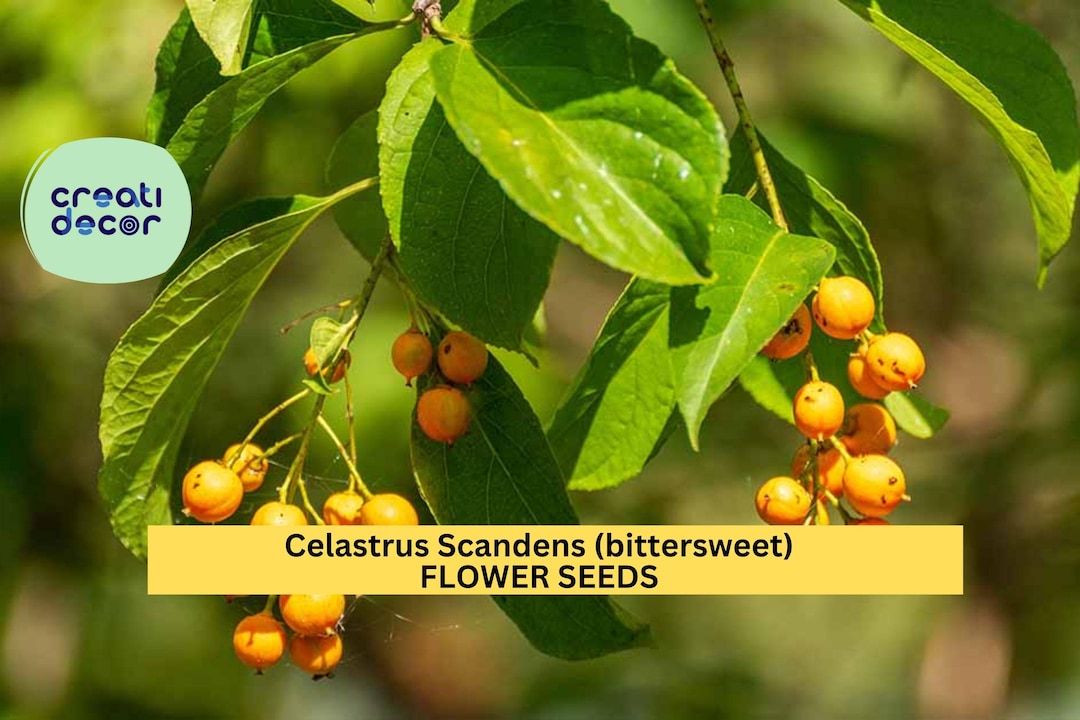 Celastrus Scandens 30 SEEDS – American Bittersweet Vine Seeds for ...