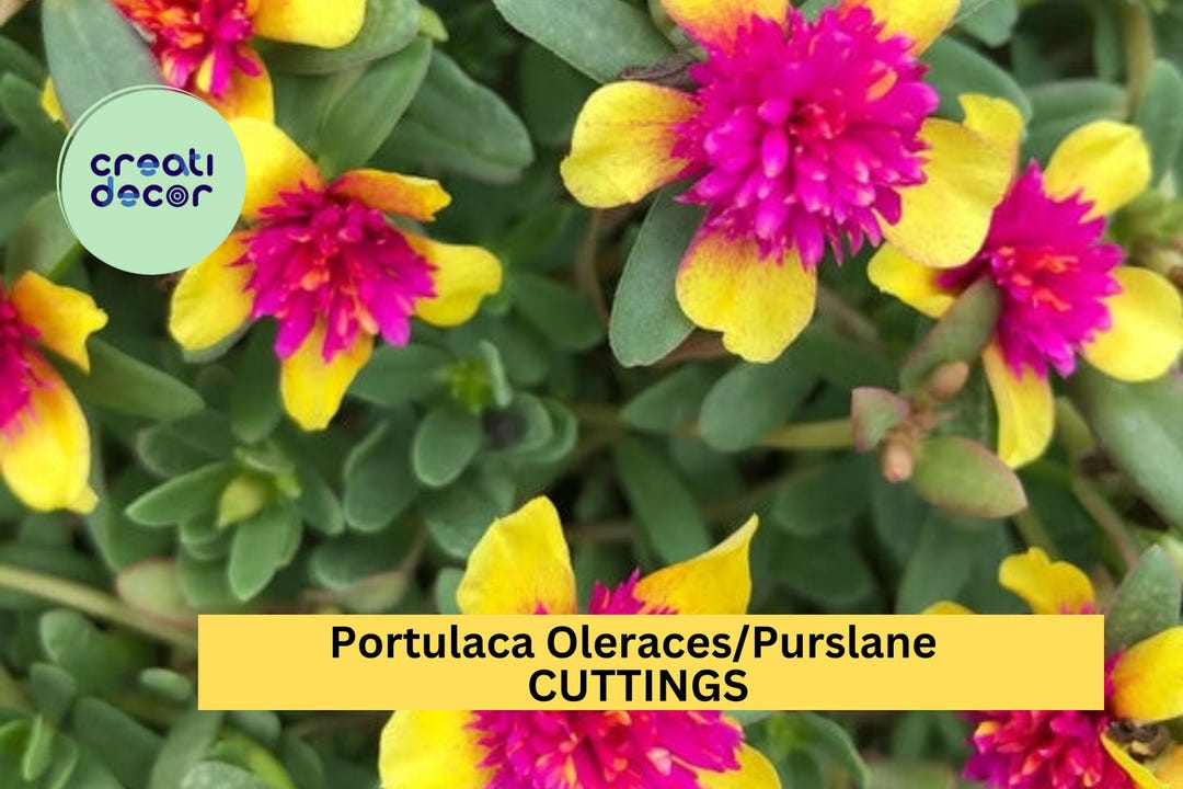 5 Double Guava Portulaca Cuttings – Purslane Flowering Plant for ...