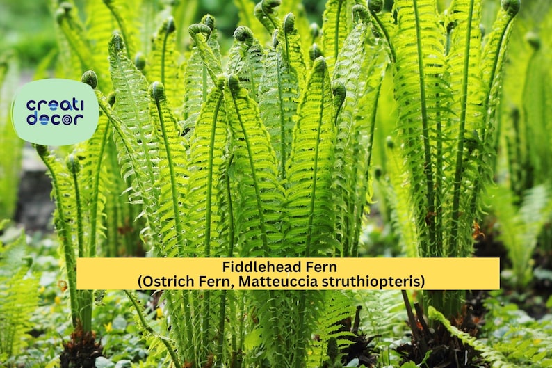 Fiddlehead Fern Live Plant | Bare Root Outdoor Perennial | Hardy ...