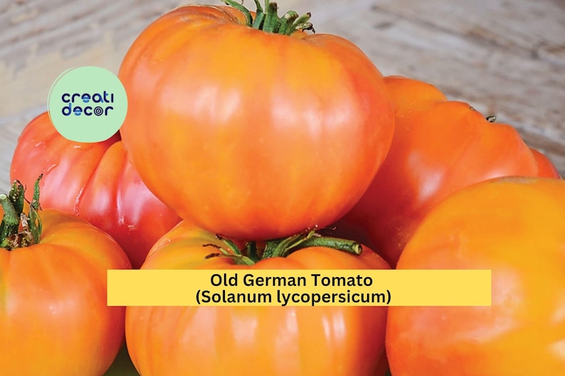 Old German Tomato Plants | Lot of 2 Live Heirloom Starter Plants | 6–10 ...