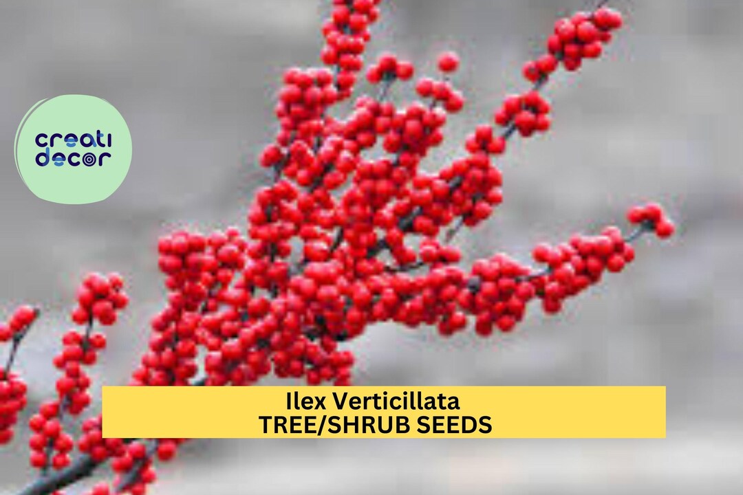 Winterberry Seeds – Ilex Verticillata – 250mg for Planting, Native ...