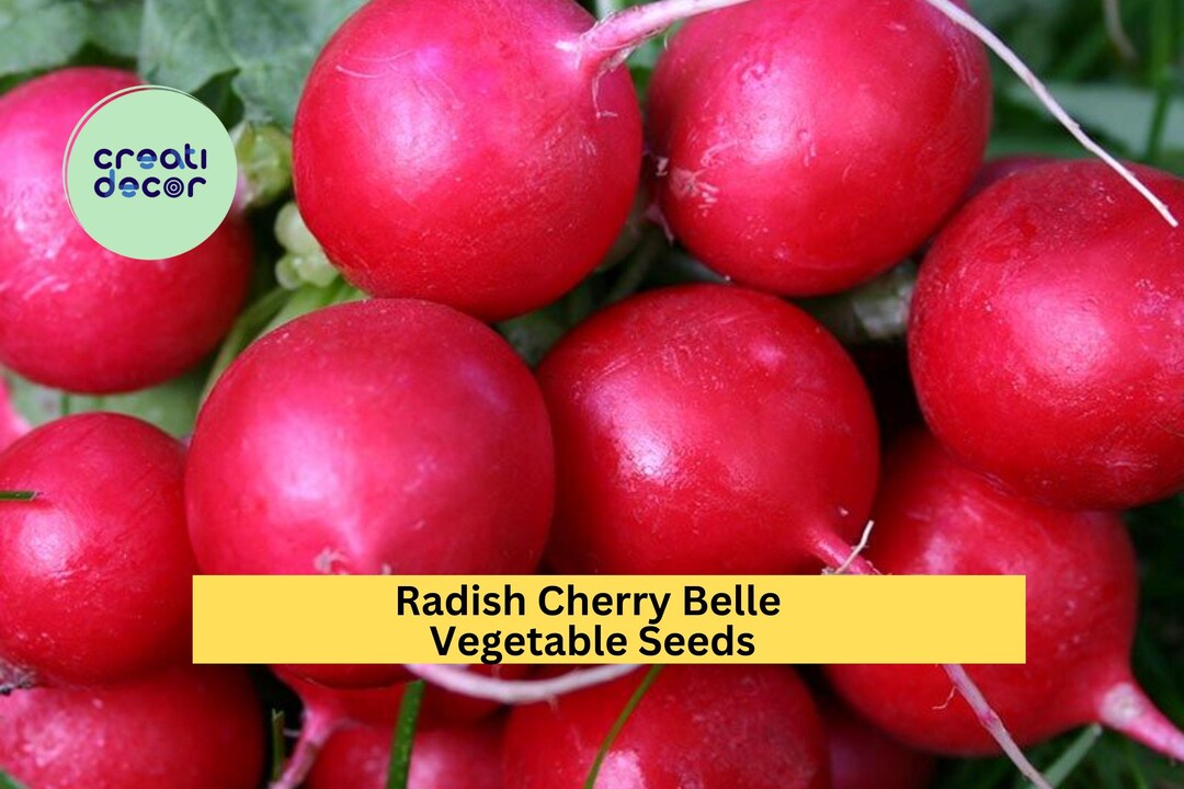 Radish Cherry Belle Seeds – 1g for Planting, Heirloom Variety, Crisp ...