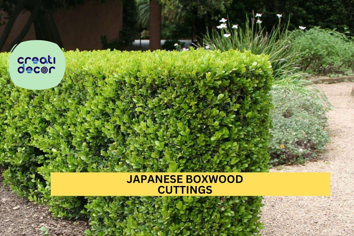 12 Japanese Boxwood Cuttings | Unrooted Buxus Microphylla Stems | Shrub ...