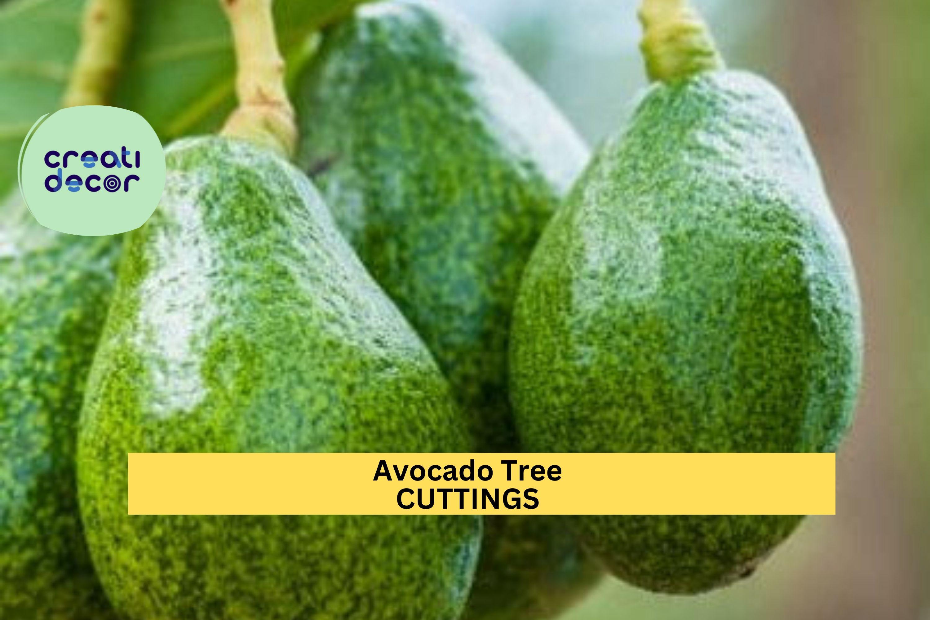 3 Zutano Avocado Tree Cuttings | Persea Americana Unrooted Scions ...