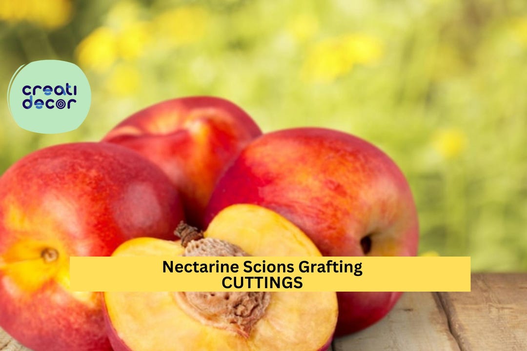 3 Nectarine Tree Scion Cuttings | Organic Non-gmo | 6" Unrooted Wood ...