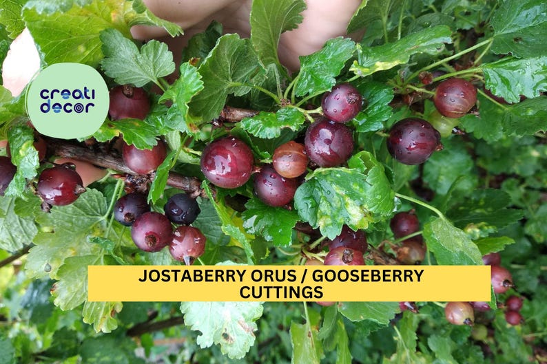12 Jostaberry ORUS 8 Cuttings | Gooseberry Currant Hybrid Bush Starters ...