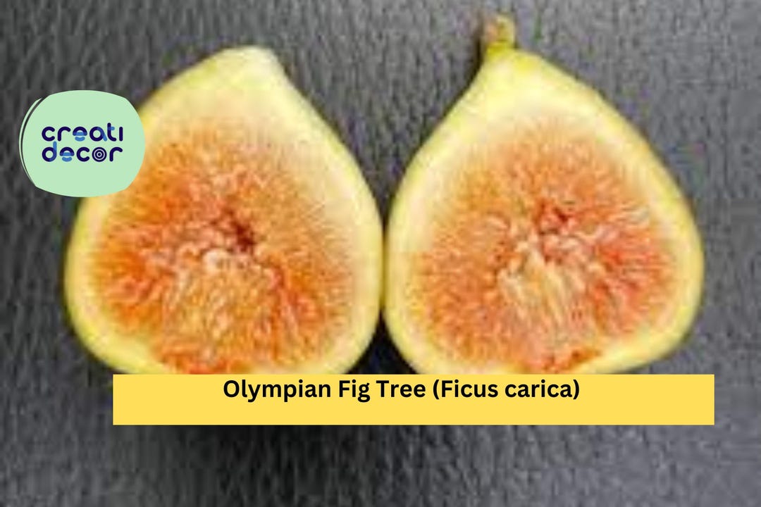 Olympian Fig Tree – Live Starter Plant Bare Root Ficus Carica, Hardy ...