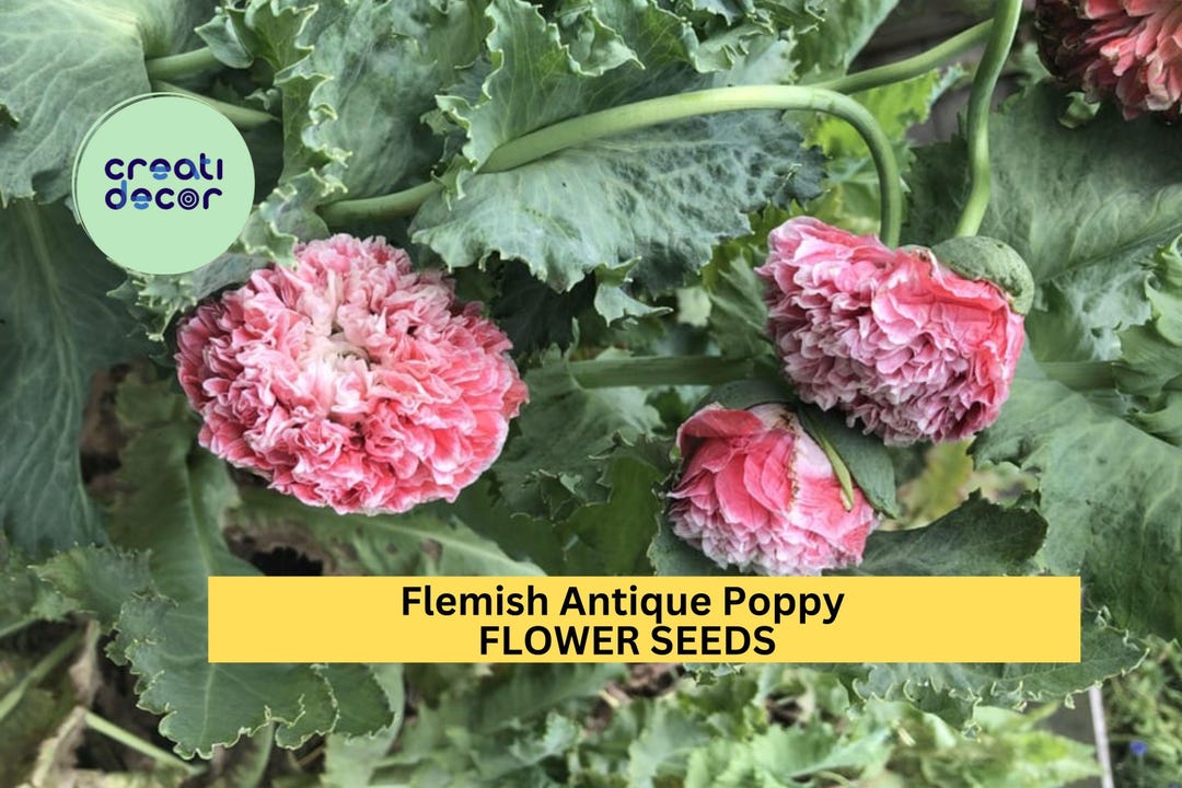 200+ Flemish Antique Poppy Seeds – Ruffled Cream & Crimson Blooms for ...