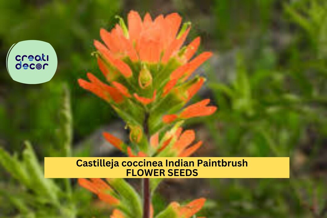 2pcs of 300seeds Indian Paintbrush Seeds (castilleja Coccinea) – Native ...