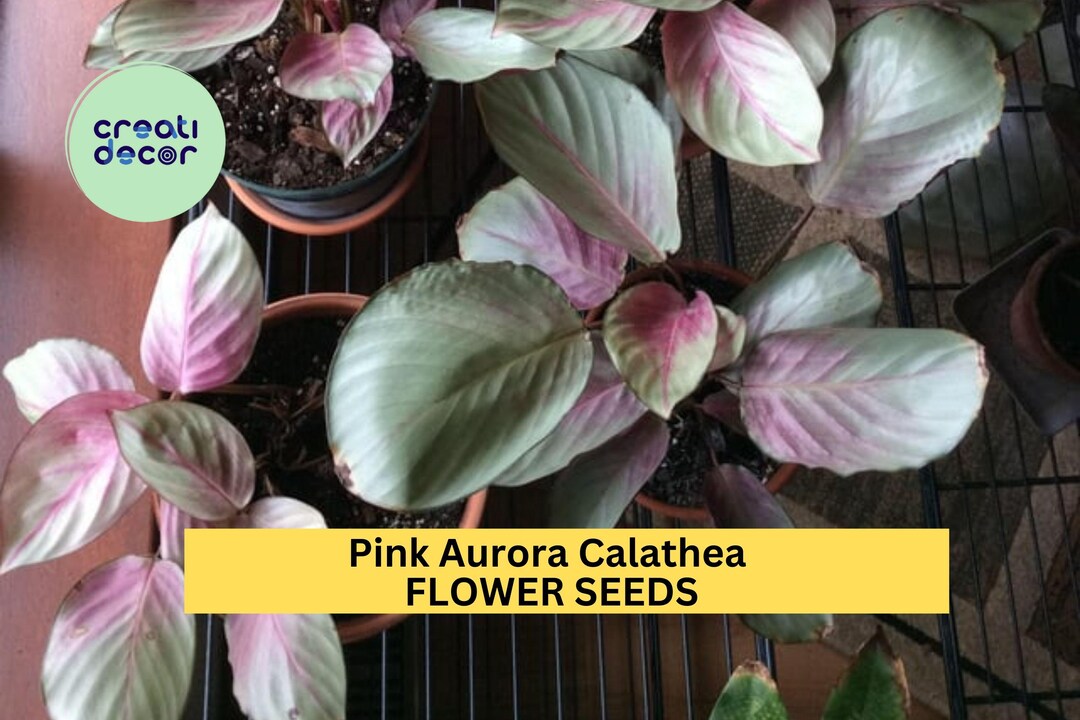 25+ Pink Aurora Calathea Seeds – Striking Pink-edged Foliage for Garden ...
