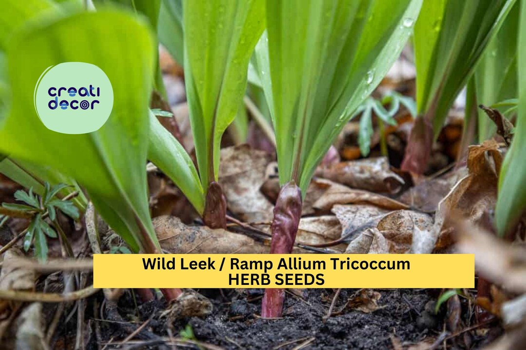 Wild Leek Ramp Seeds (allium Tricoccum) – 10 Seeds for Planting ...
