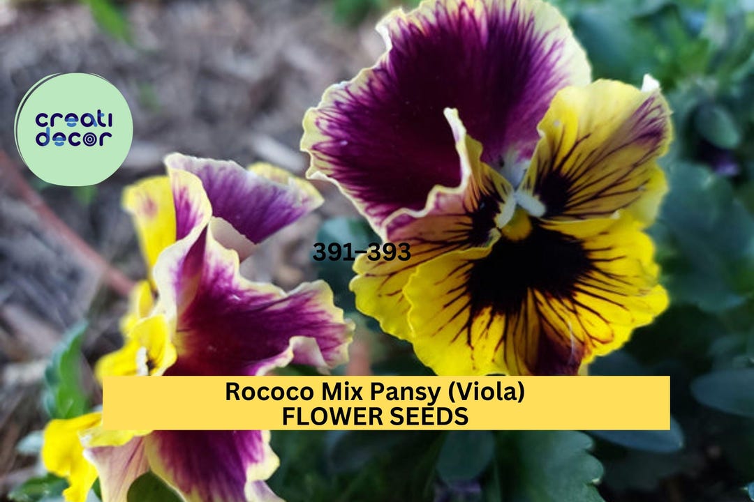 Rococo Mix Pansy Seeds – 200+ Seeds – Ruffled Multicolor Viola Blooms ...