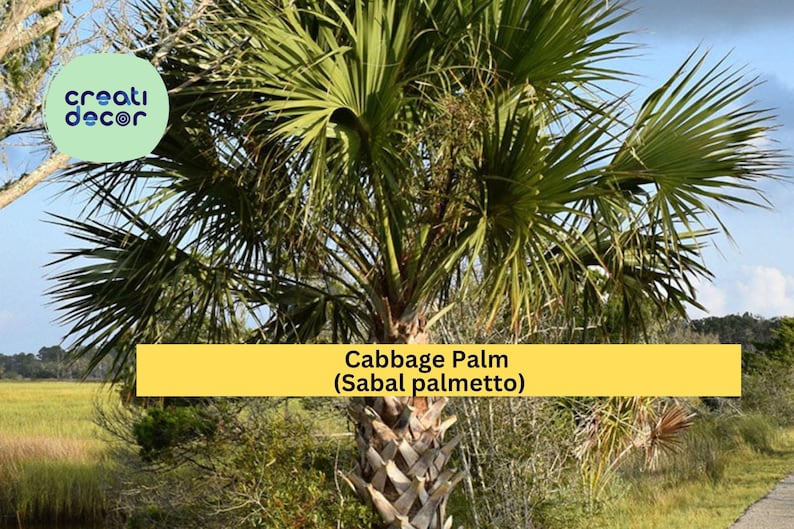 Cabbage Palm Seeds (sabal Palmetto) – 5 Hardy Palmetto Seeds | Cold ...