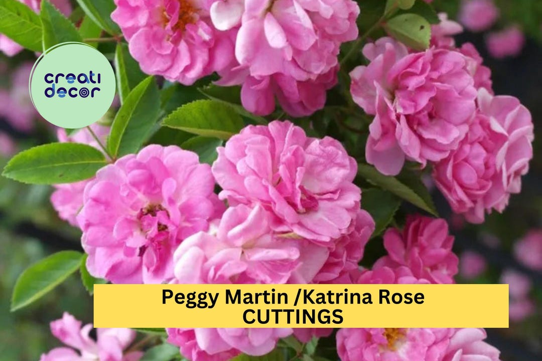 5 Peggy Martin Climbing Rose Cuttings – Thornless Pink Heirloom Variety ...