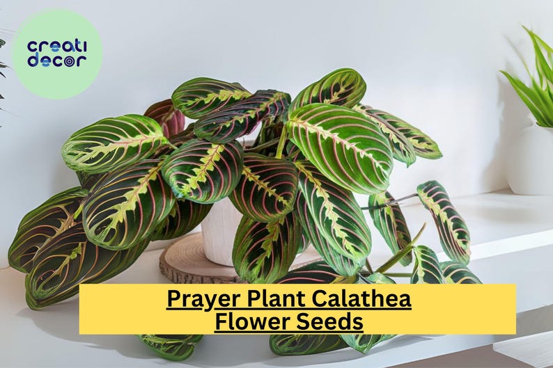 25+ Prayer Calathea Seeds - Exotic Tropical Houseplant - Stunning ...